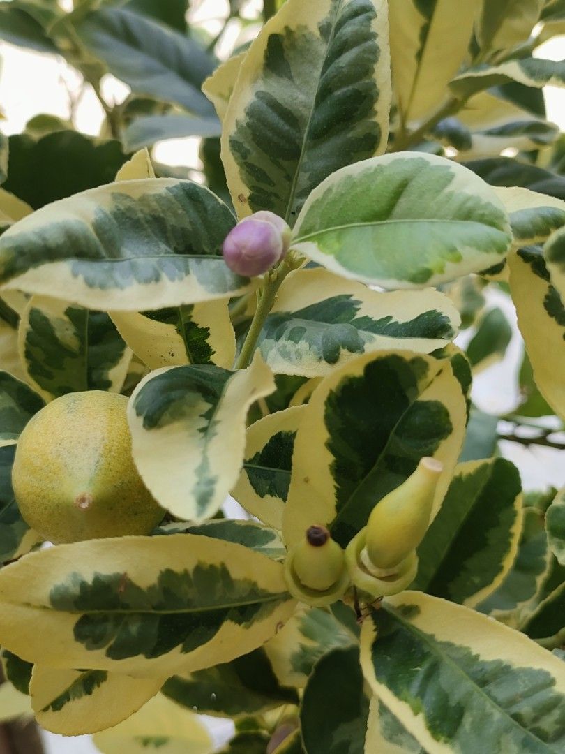 Variegated Lemon, Furniture & Home Living, Gardening, Plants & Seeds on ...