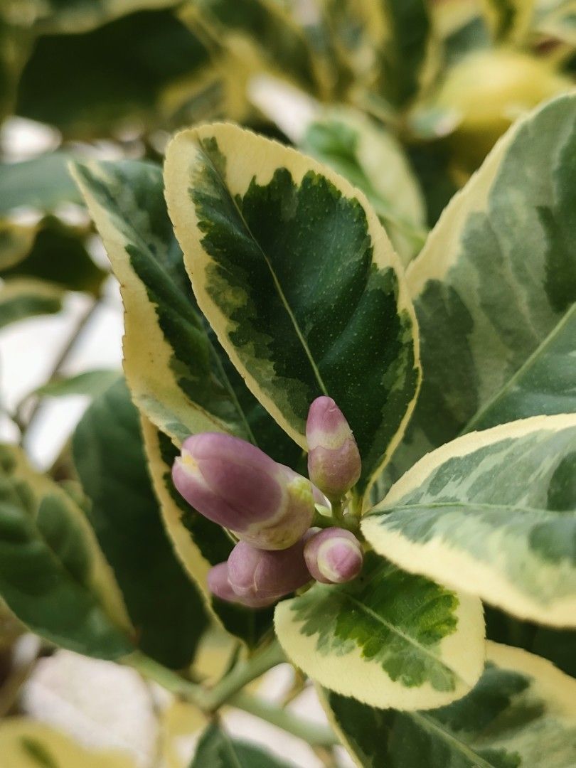 Variegated Lemon, Furniture & Home Living, Gardening, Plants & Seeds on ...