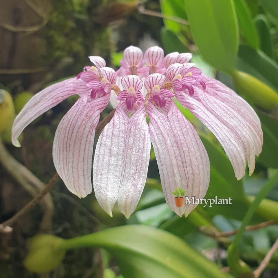 Bulbophyllum andersonii orchid plant, Furniture & Home Living ...