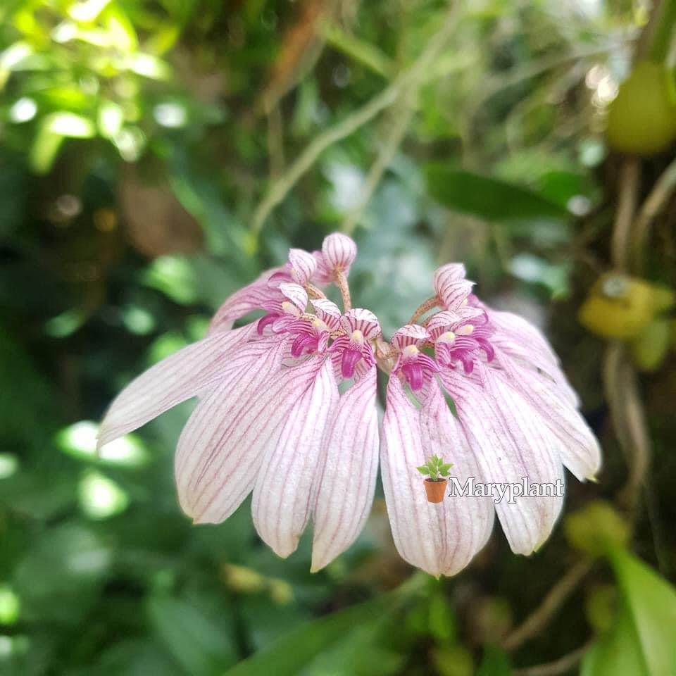 Bulbophyllum andersonii orchid plant, Furniture & Home Living ...