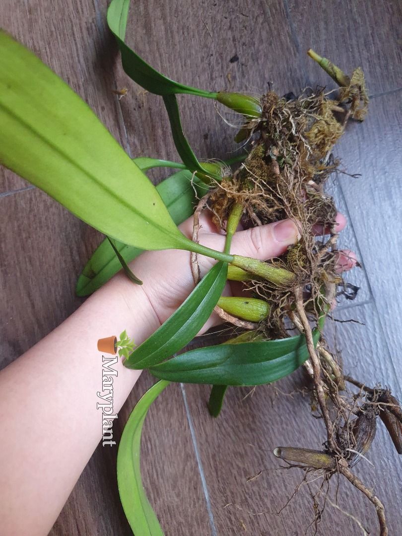 Bulbophyllum andersonii orchid plant, Furniture & Home Living ...