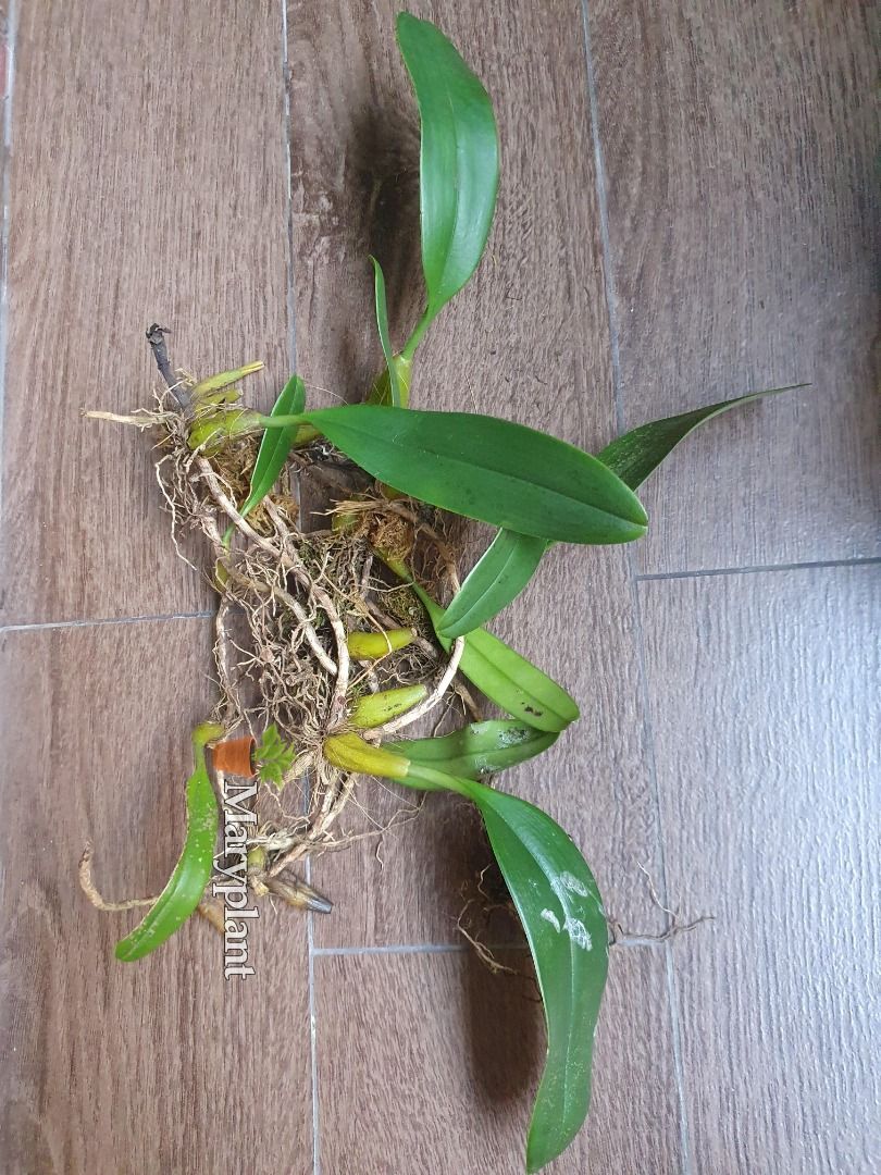 Bulbophyllum andersonii orchid plant, Furniture & Home Living ...