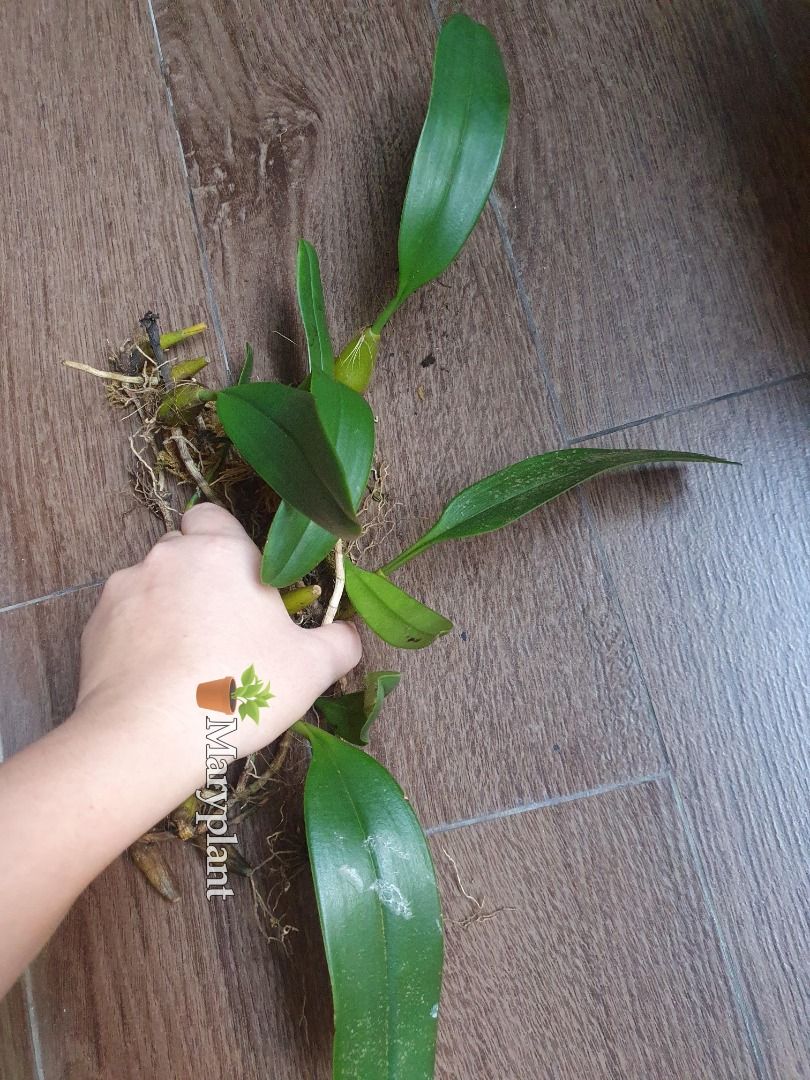 Bulbophyllum andersonii orchid plant, Furniture & Home Living ...