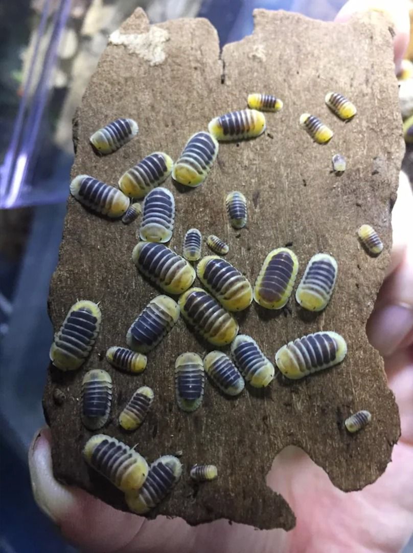 Cubaris Jupiter Isopod, Pet Supplies, Homes & Other Pet Accessories on ...