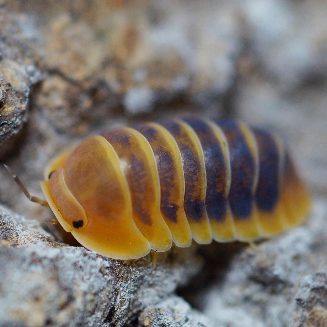 Cubaris Jupiter Isopod, Pet Supplies, Homes & Other Pet Accessories on ...