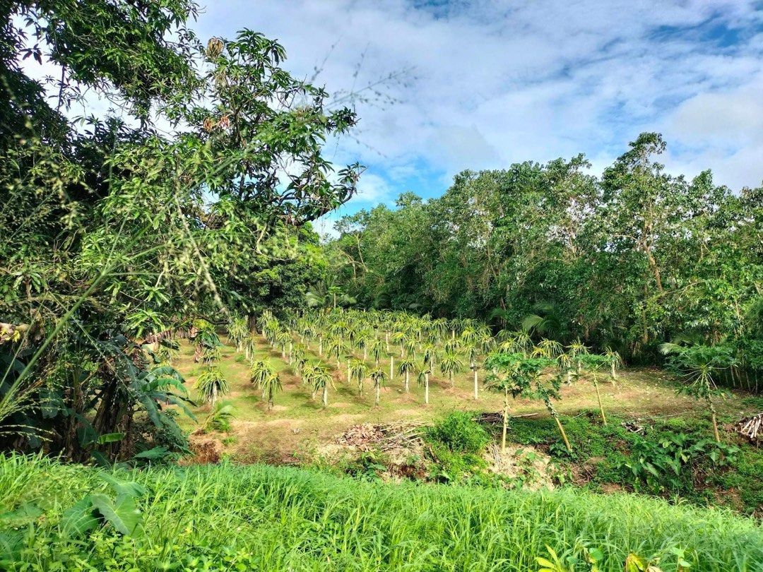 Farm Lot in Tanay Rizal Clean Title 3.4hectares, Property, For Sale ...