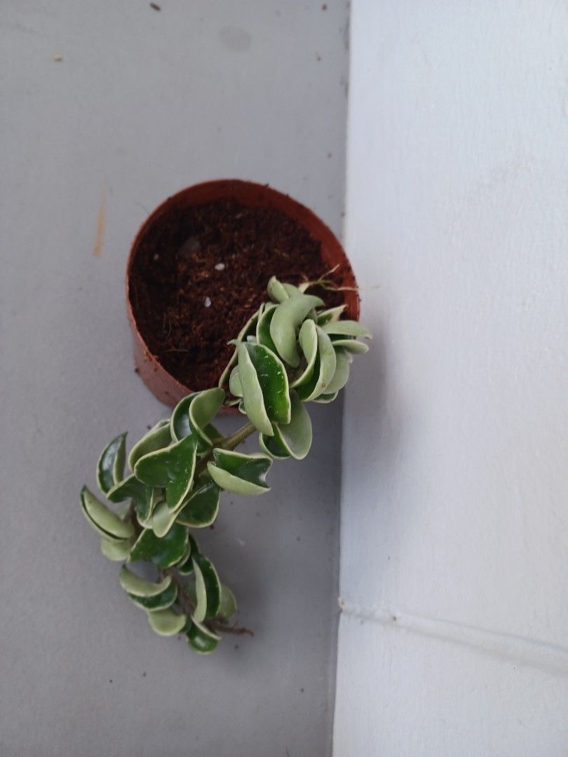 Hoya Hindu Rope - tricolour hoya - Variegated hoya - Varigate plant ...