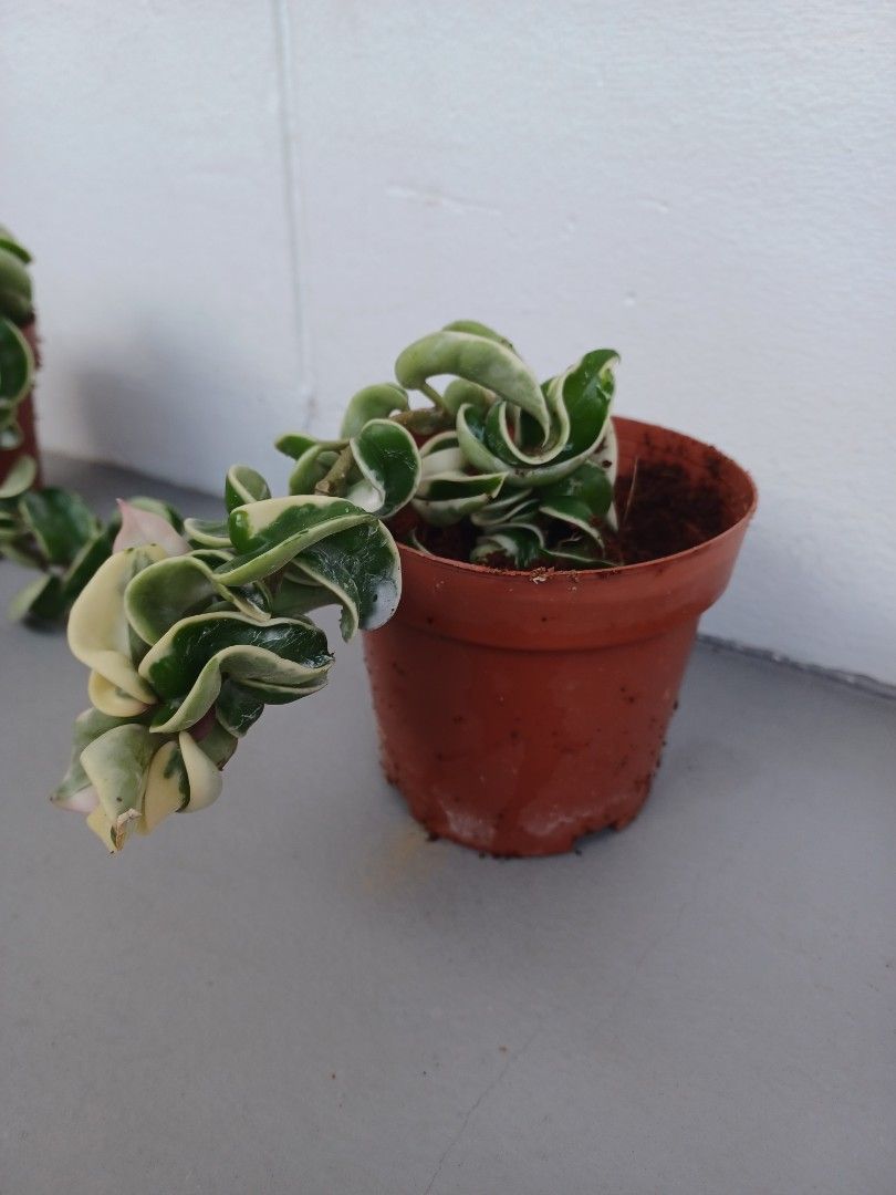 Hoya Hindu Rope - tricolour hoya - Variegated hoya - Varigate plant ...
