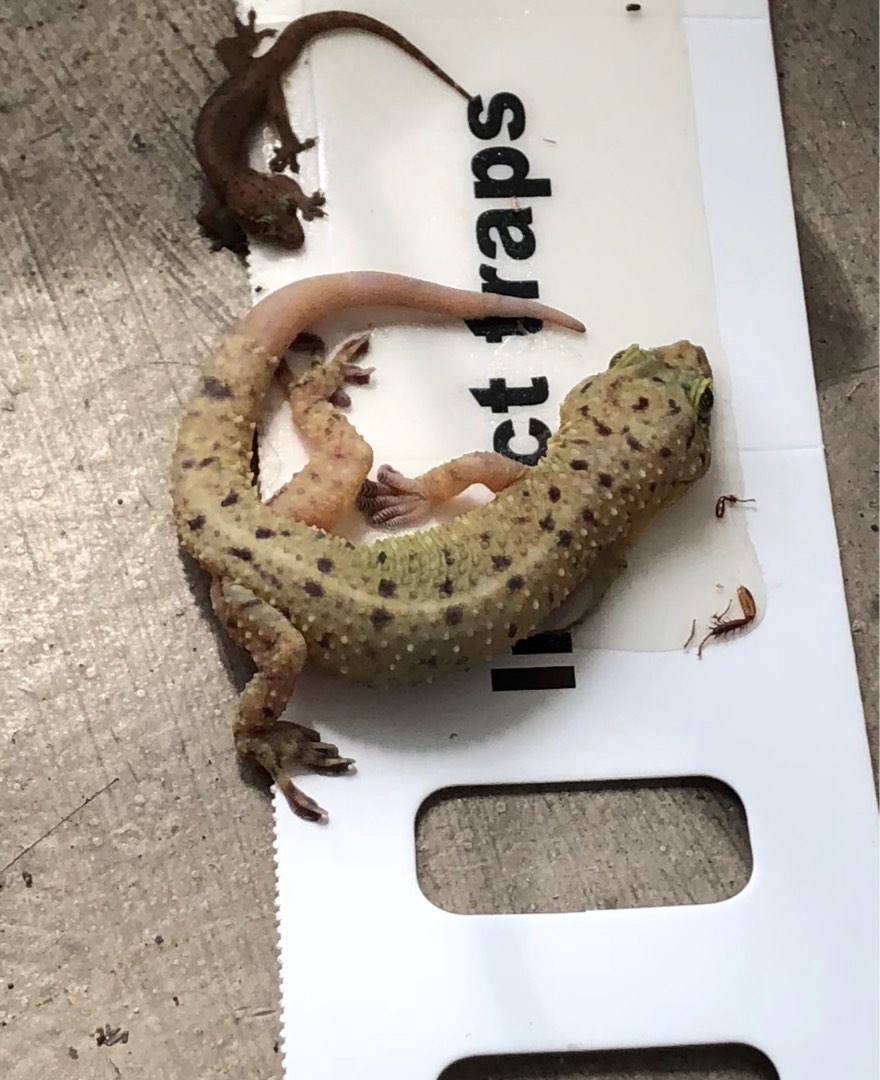 Lizard control, Home Services, Home Cleaning, Pest Control Services on ...