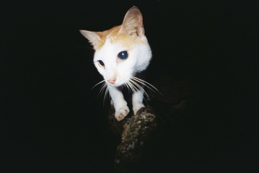 Lomography Fisheye 1 (Hello Kitty Edition), Photography, Cameras on ...