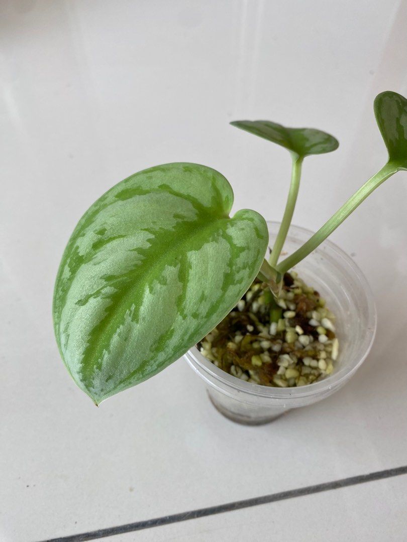 Scindapsus Silver Knight, Furniture & Home Living, Gardening, Plants ...