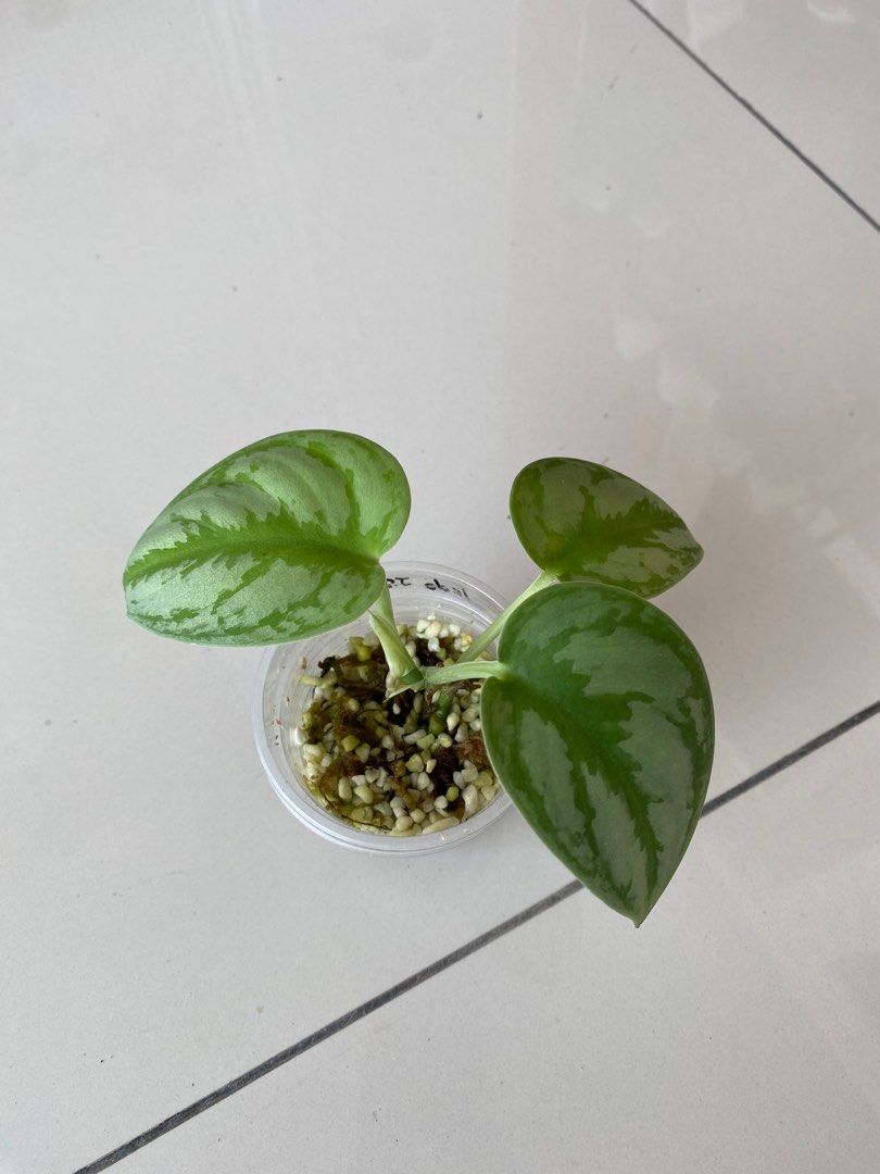 Scindapsus Silver Knight, Furniture & Home Living, Gardening, Plants ...