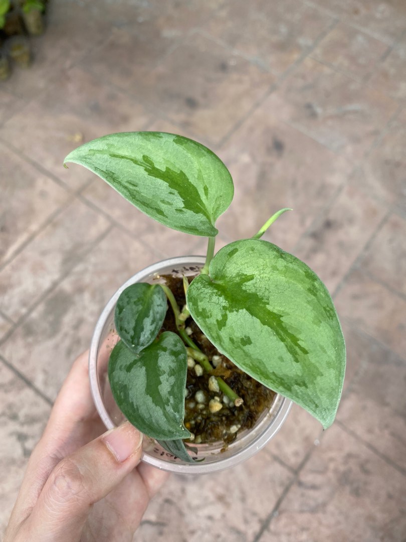 Scindapsus Silver Knight, Furniture & Home Living, Gardening, Plants ...