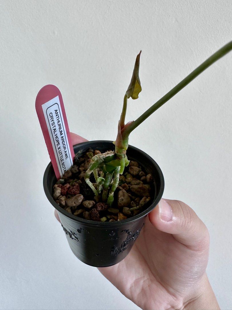 Anthurium crystal hope x papillilaminum, Furniture & Home Living ...