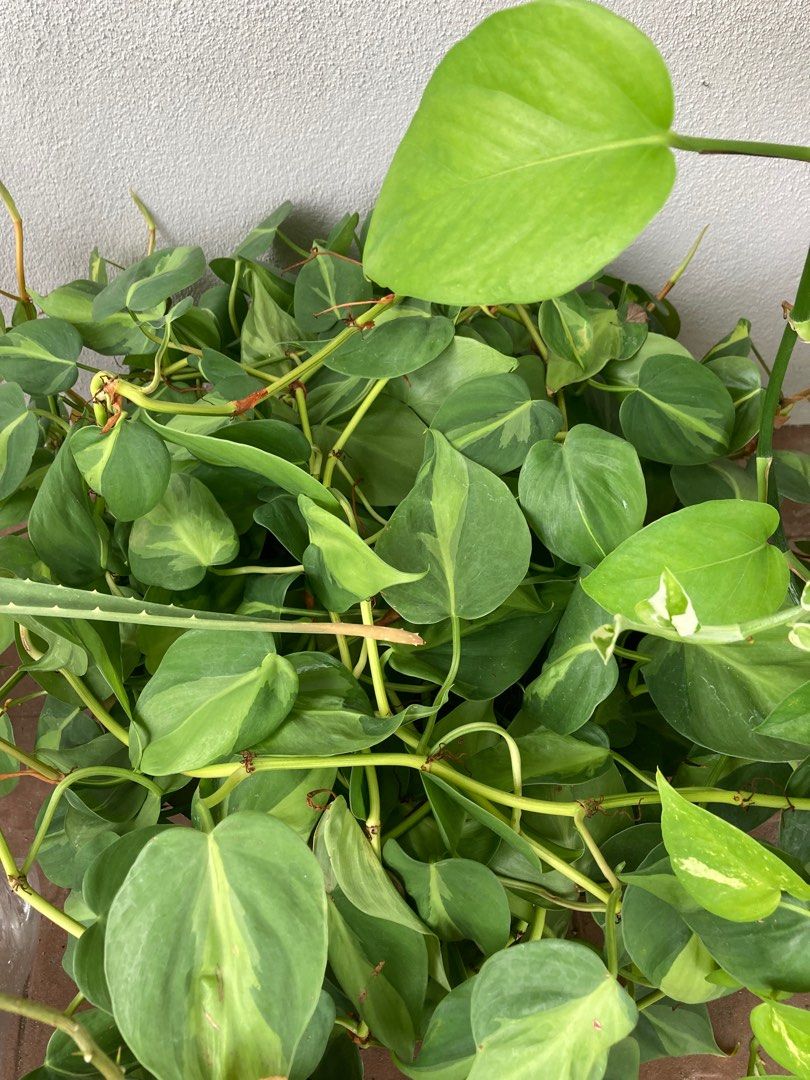 Large Brazil Pothos / Money Plant, Furniture & Home Living, Gardening ...