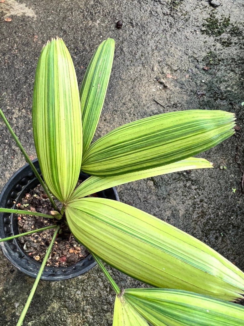 Dwarf Rhapis variegated, Furniture & Home Living, Gardening, Plants ...