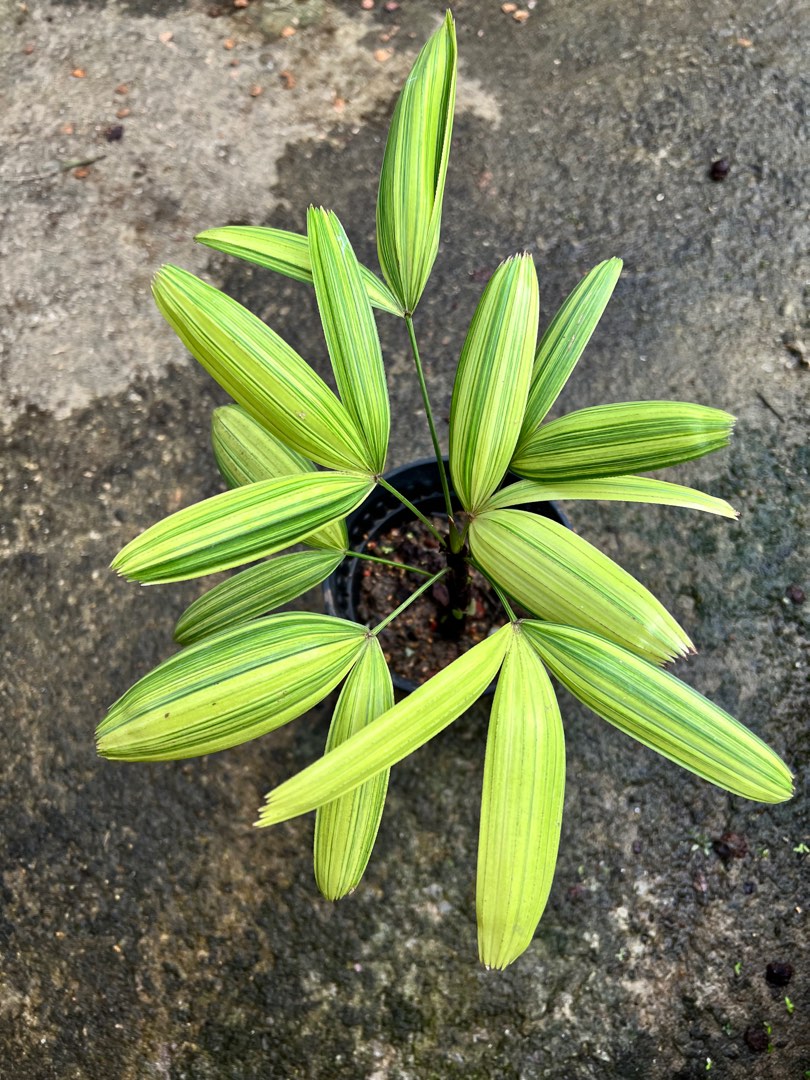 Dwarf Rhapis variegated, Furniture & Home Living, Gardening, Plants ...