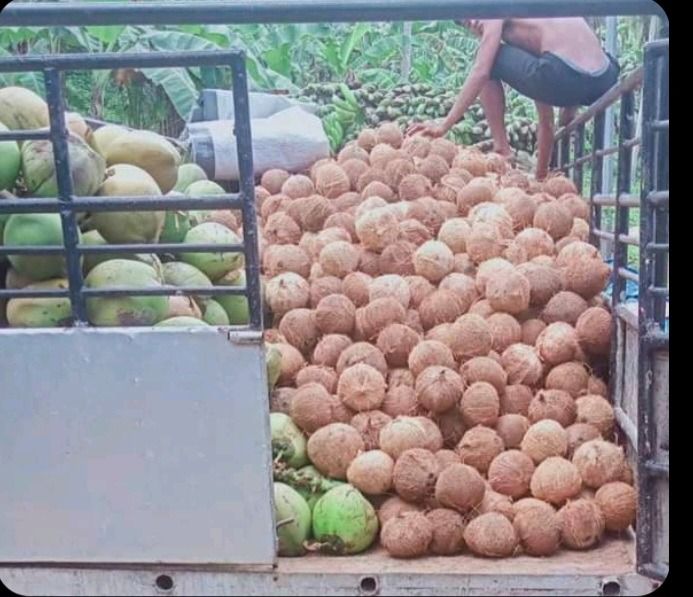 Fresh buko for sale!!, Food & Drinks, Fresh Produce on Carousell