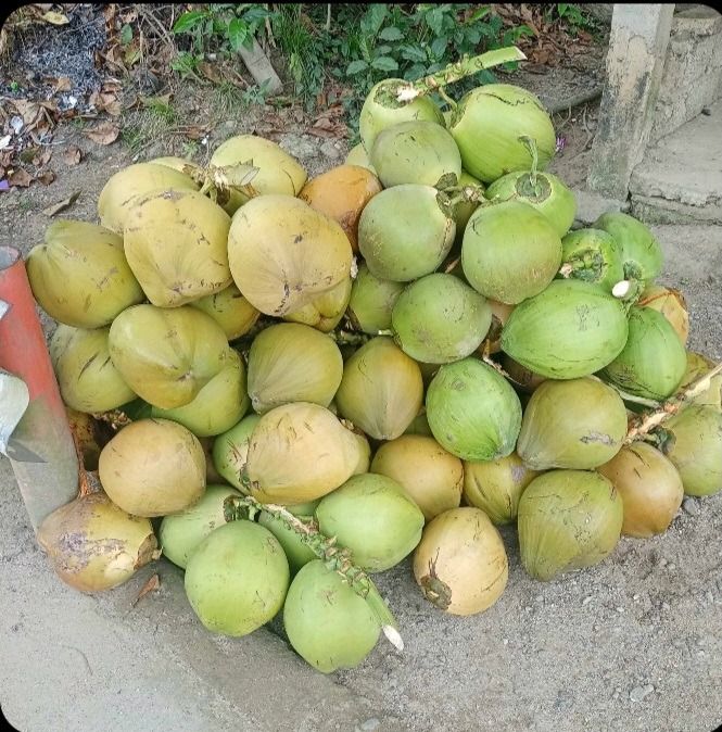 Fresh buko for sale!!, Food & Drinks, Fresh Produce on Carousell