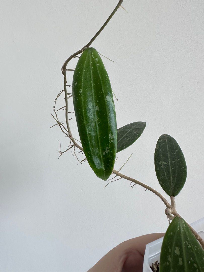 Hoya Rangsan, Furniture & Home Living, Gardening, Plants & Seeds on ...