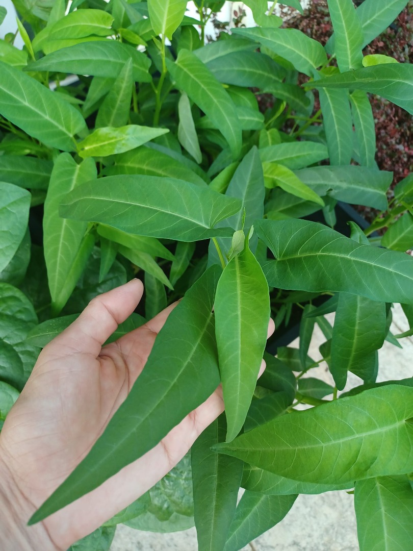 Kangkong/water spinach seeds, Furniture & Home Living, Gardening ...