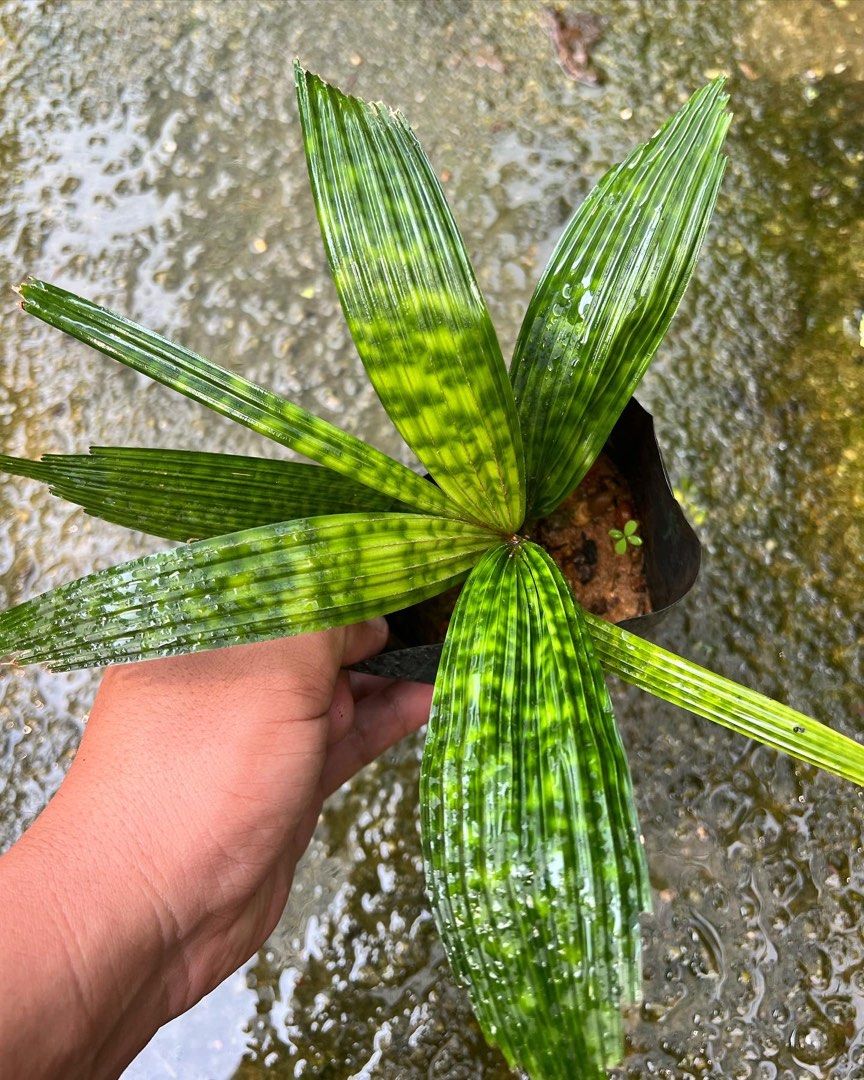 Licuala Mapu, Furniture & Home Living, Gardening, Plants & Seeds on Carousell