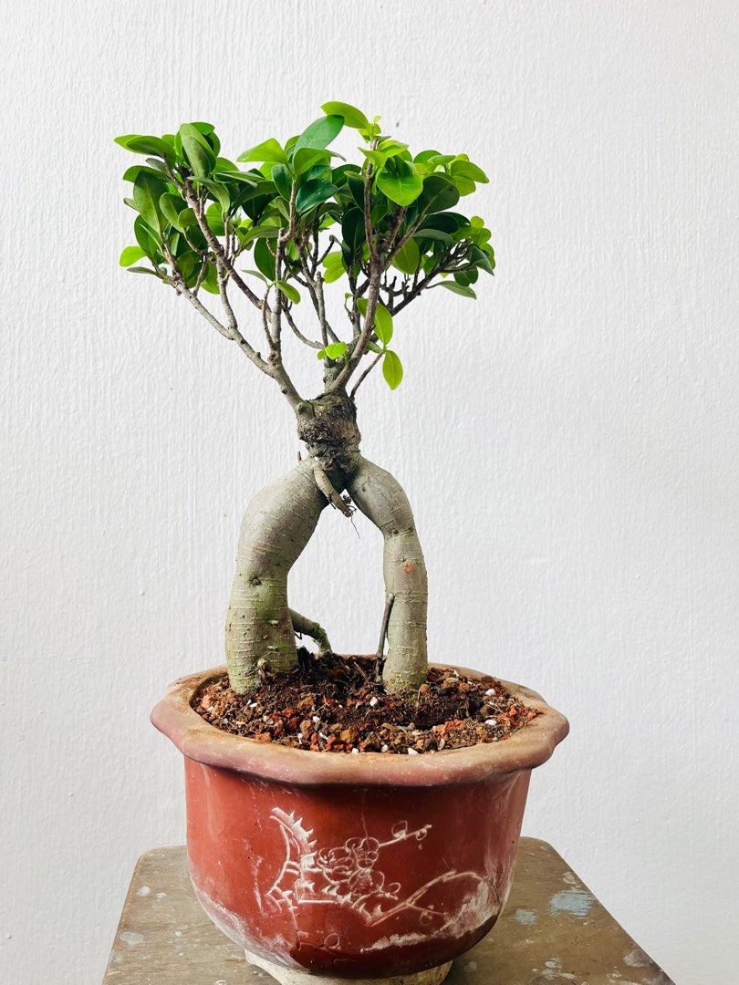 Miniature Trees - Ficus benjamina Bonsai and Japanese Pine (Podocarpus ...