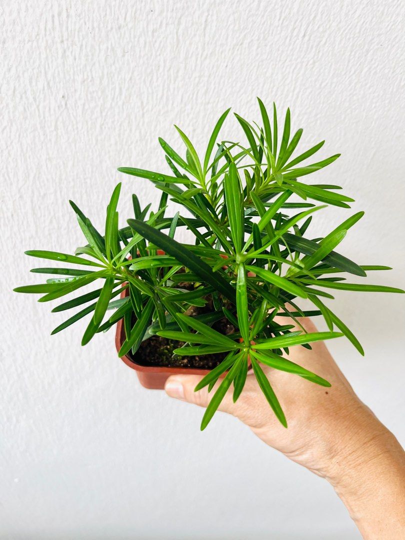 Miniature Trees - Ficus benjamina Bonsai and Japanese Pine (Podocarpus ...