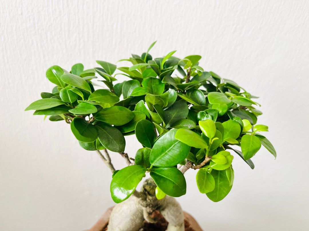 Miniature Trees - Ficus benjamina Bonsai and Japanese Pine (Podocarpus ...