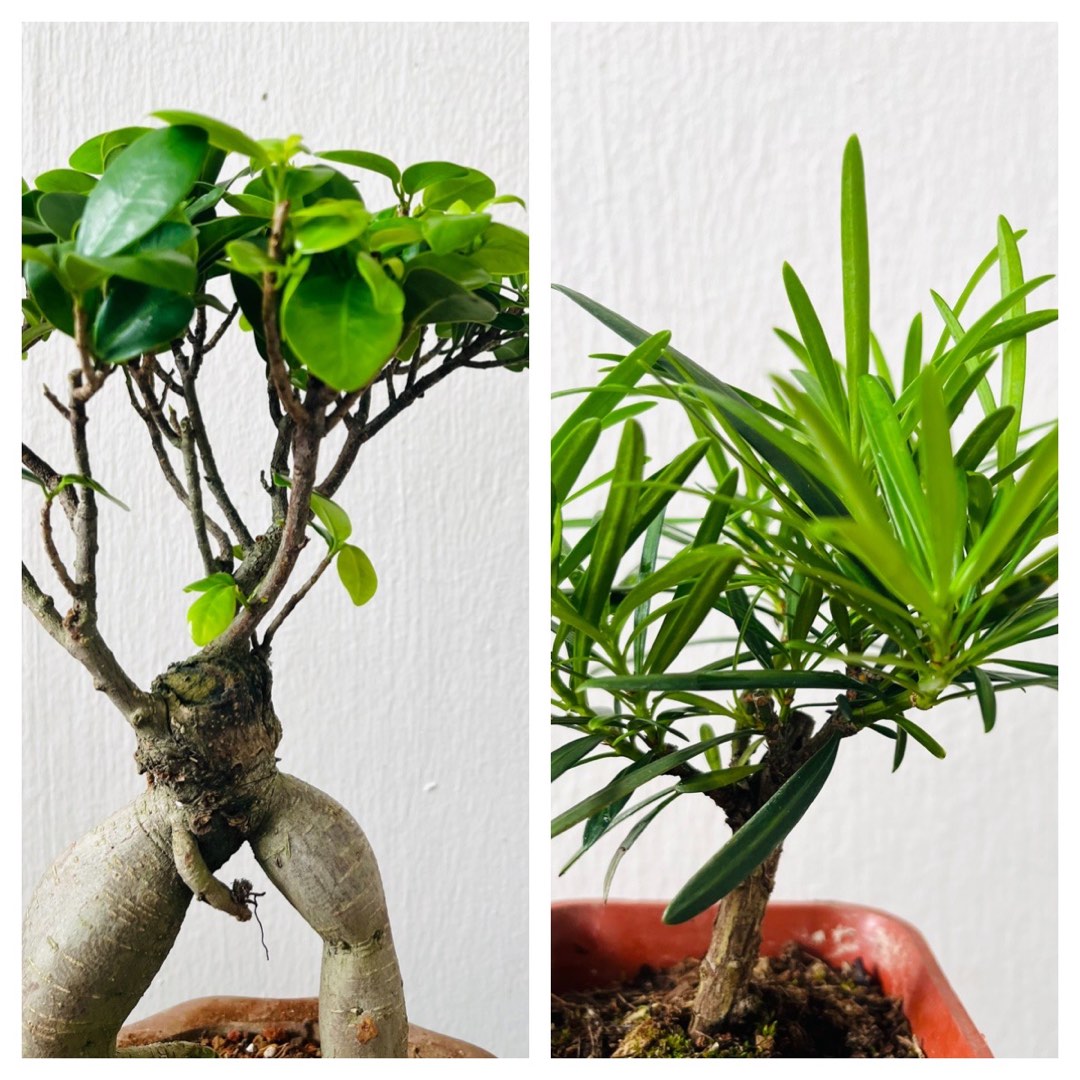 Miniature Trees - Ficus benjamina Bonsai and Japanese Pine (Podocarpus ...