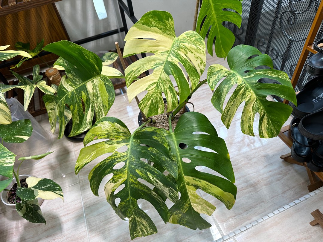 Monstera Aurea Tri Color Variegated, Furniture & Home Living, Gardening ...