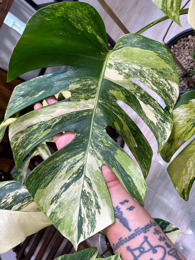 Monstera Aurea Tri Color Variegated, Furniture & Home Living, Gardening ...
