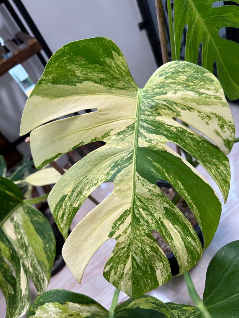 Monstera Aurea Tri Color Variegated, Furniture & Home Living, Gardening ...