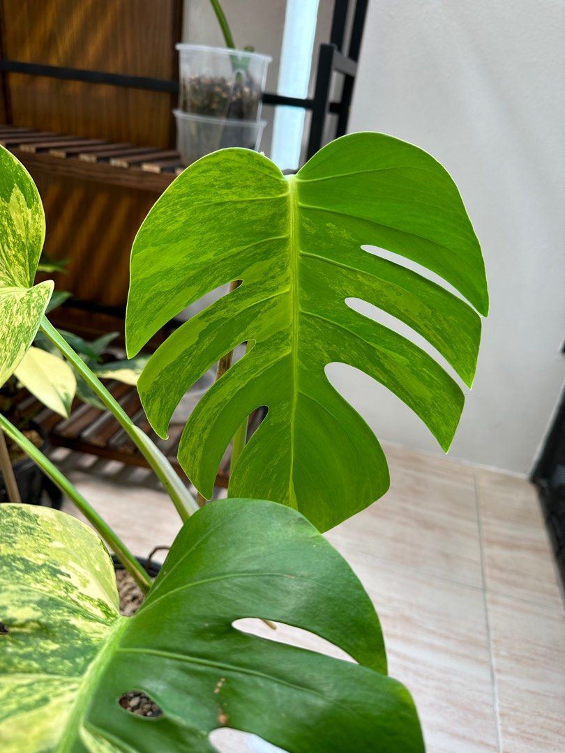 Monstera Aurea Tri Color Variegated, Furniture & Home Living, Gardening ...