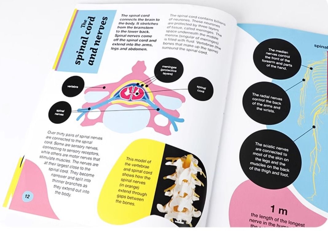 Original The Bright & Bold Human Body (4 Books), Hobbies & Toys, Books ...