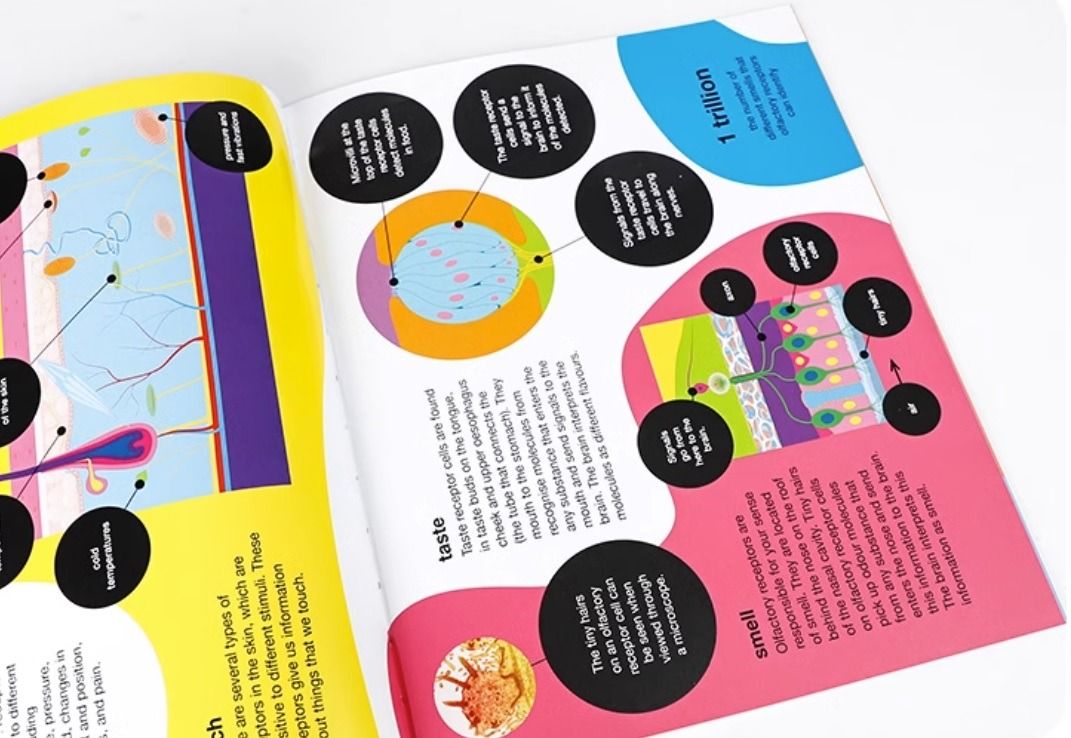 Original The Bright & Bold Human Body (4 Books), Hobbies & Toys, Books ...