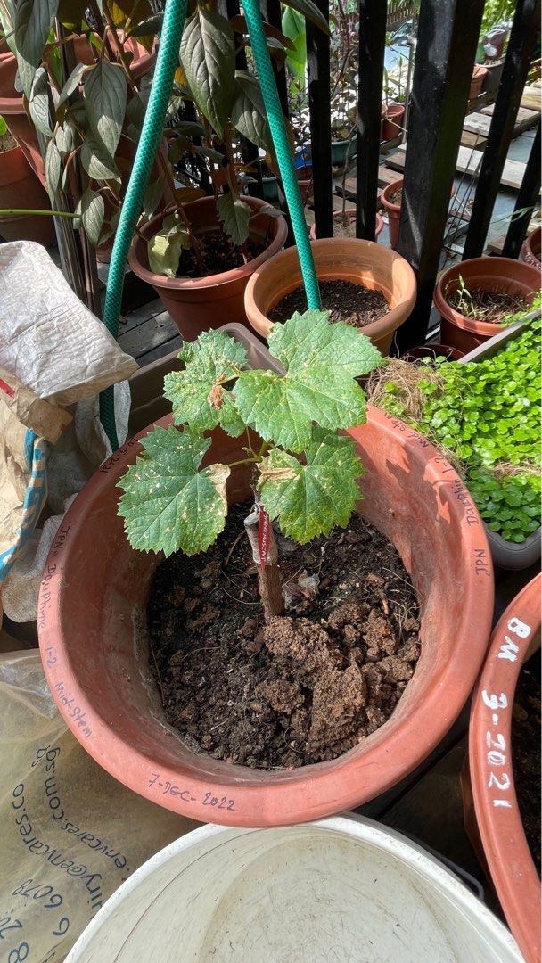 Red Isabella Grape vines from saplings to matured 10+ft vines ...