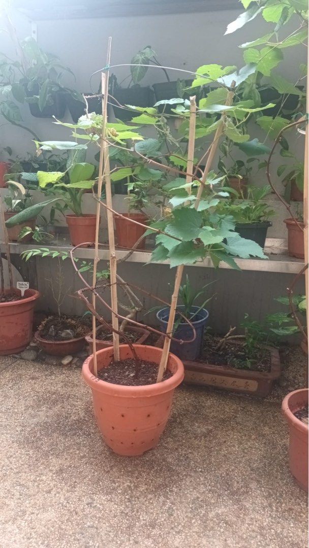 Red Isabella Grape vines from saplings to matured 10+ft vines ...