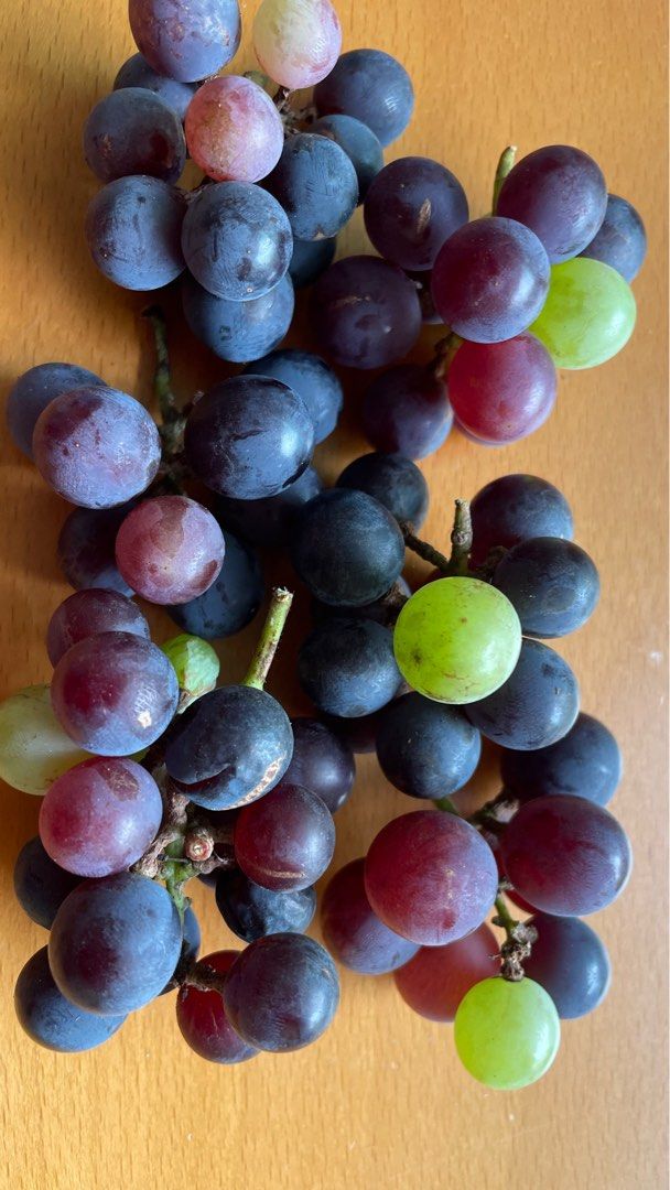 Red Isabella Grape vines from saplings to matured 10+ft vines ...