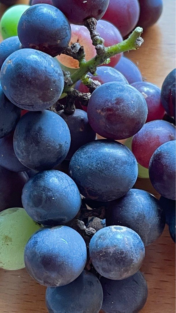 Red Isabella Grape vines from saplings to matured 10+ft vines ...