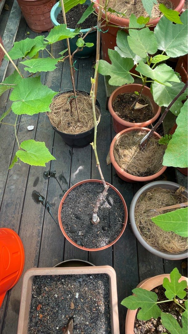 Red Isabella Grape vines from saplings to matured 10+ft vines ...