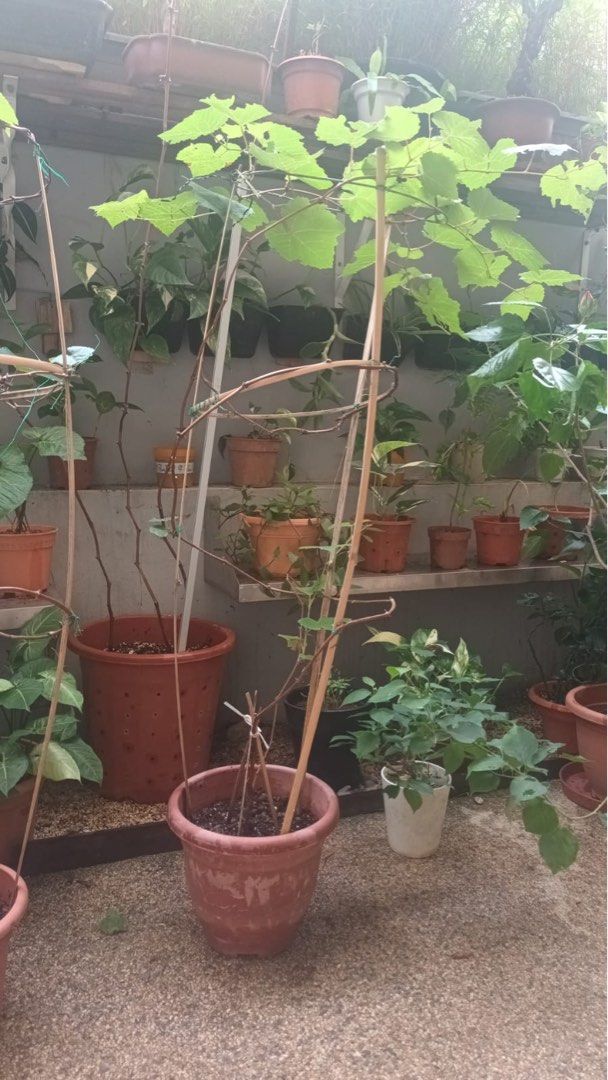 Red Isabella Grape vines from saplings to matured 10+ft vines ...