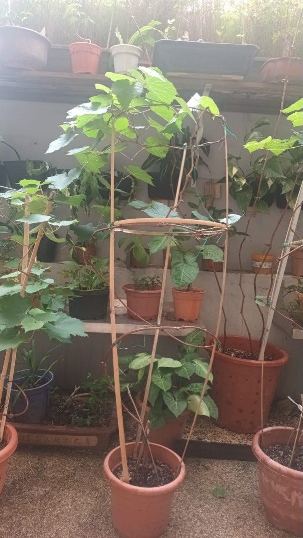 Red Isabella Grape vines from saplings to matured 10+ft vines ...