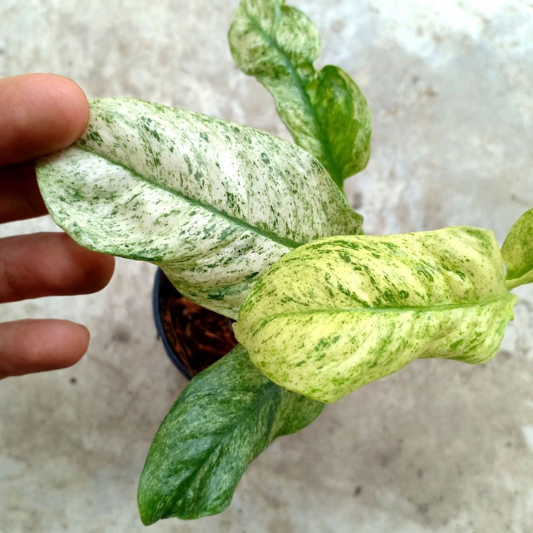 Rhaphidophora Puberula Mottled Variegata, Furniture & Home Living ...
