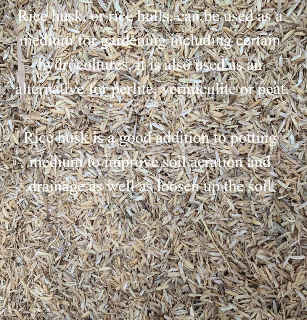 Rice Husks for Plants, Furniture & Home Living, Gardening, Garden Soil ...