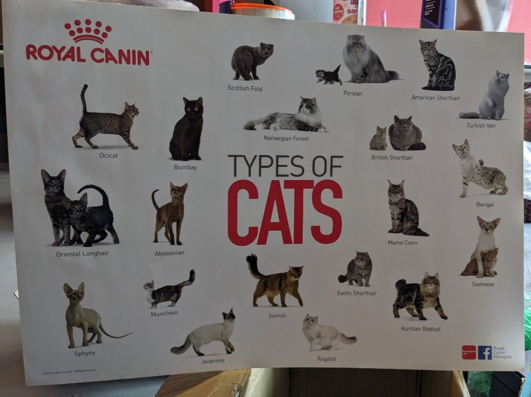 Type of cats poster, Pet Supplies, Homes & Other Pet Accessories on ...