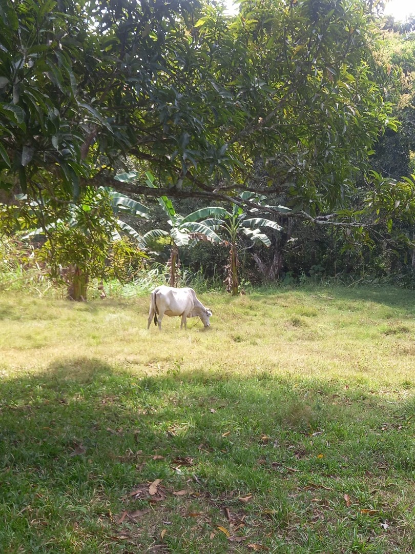 Biyaya Farm: Indang, Cavite's Fertile Agricultural Lot For Sale ...