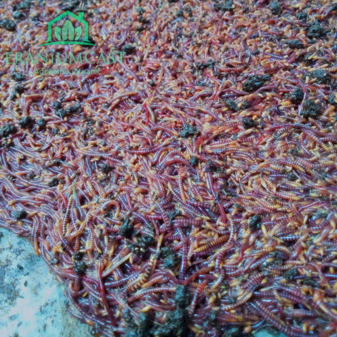 Cacing Tiger Murni Umpan Mancing/Pakan ikan, Perlengkapan Hewan ...