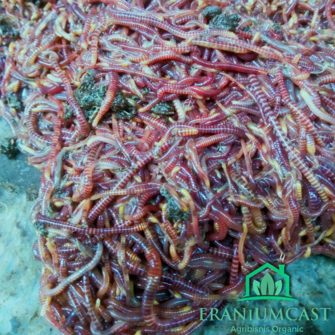 Cacing Tiger Murni Umpan Mancing/Pakan ikan, Perlengkapan Hewan ...