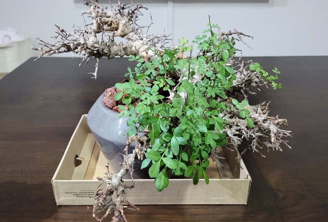 Commiphora sp eyl, Furniture & Home Living, Gardening, Plants & Seeds on Carousell